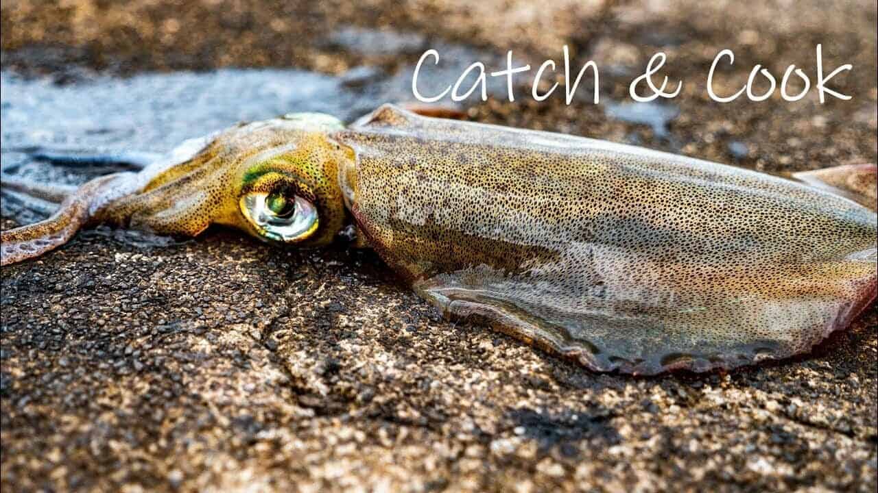 Catch & Cook Squid Fishing a Day On The Bay with The Boy's