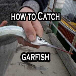 Everything You Need to Know to Catch a Garfish