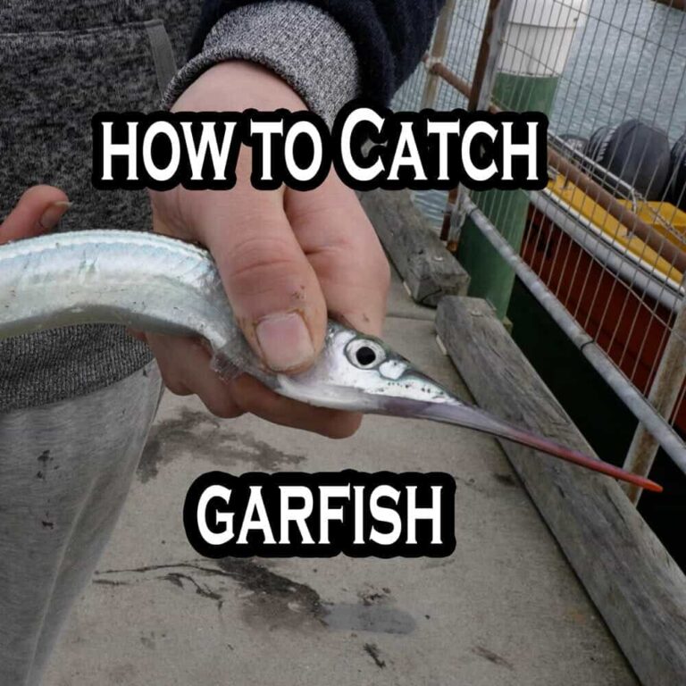 Everything You Need to Know to Catch a Garfish