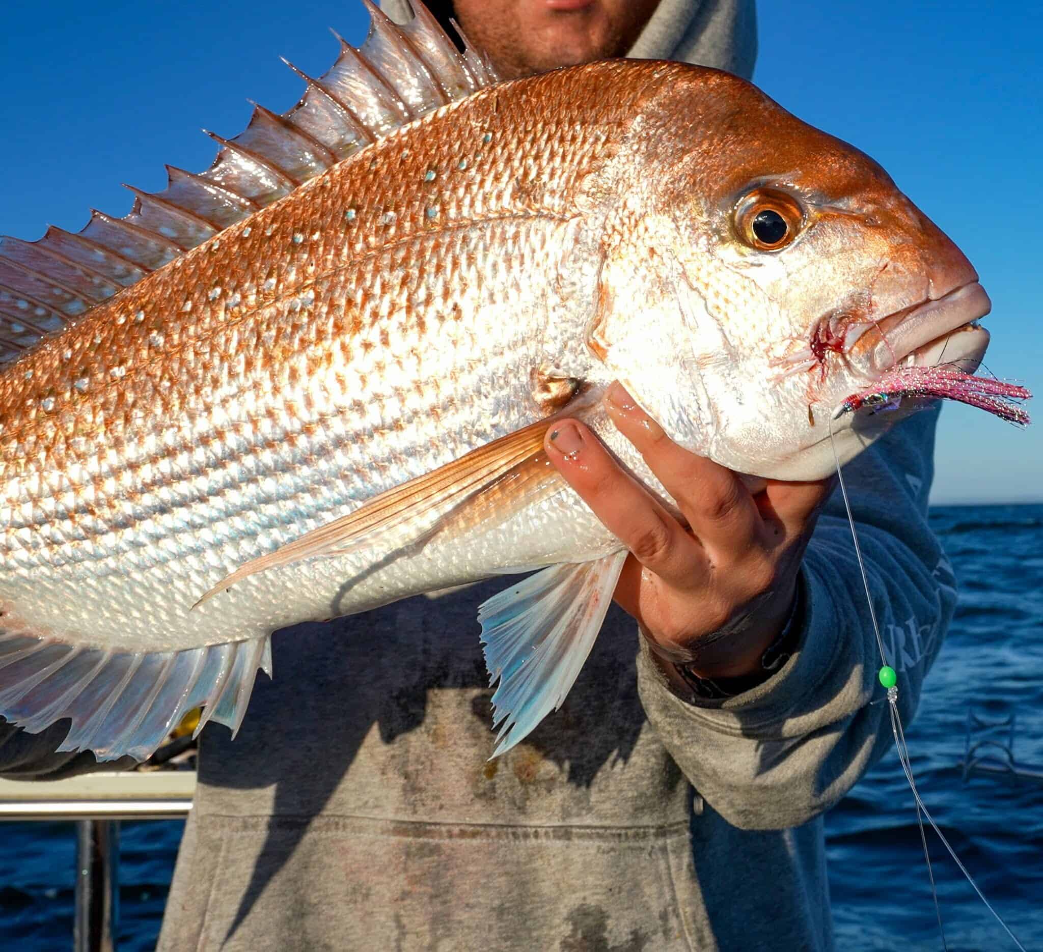 Winter Snapper In Melbourne Winter Western Port Video - Reedys Rigs